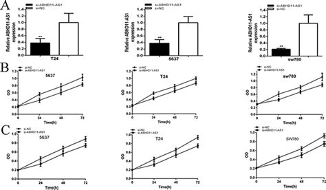 Increased Lncrna Abhd11 As1 Represses The Malignant Phenotypes Of