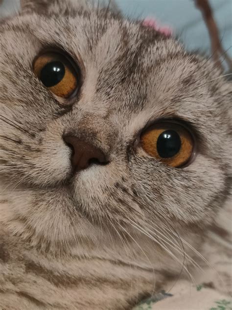 Создать мем шотландская кошка кот шотландский вислоухий вислоухая кошка Картинки Meme