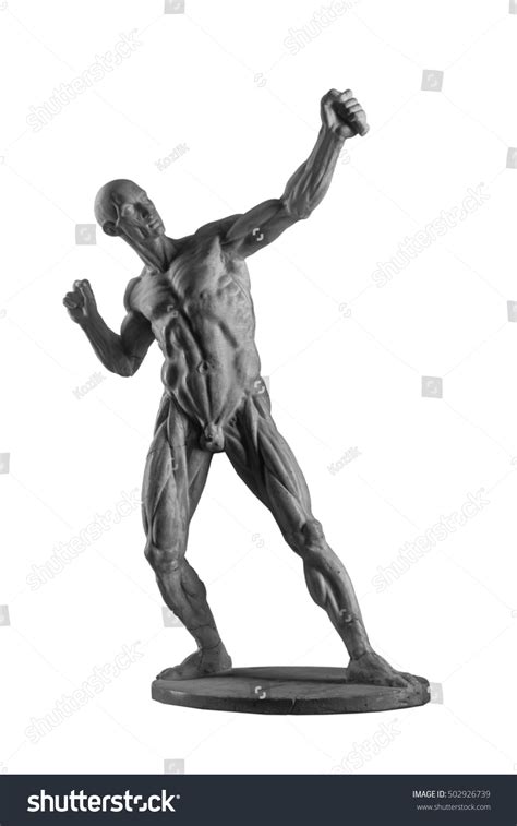 Plaster Statue Naked Anatomical Human Figure Stock Photo Shutterstock