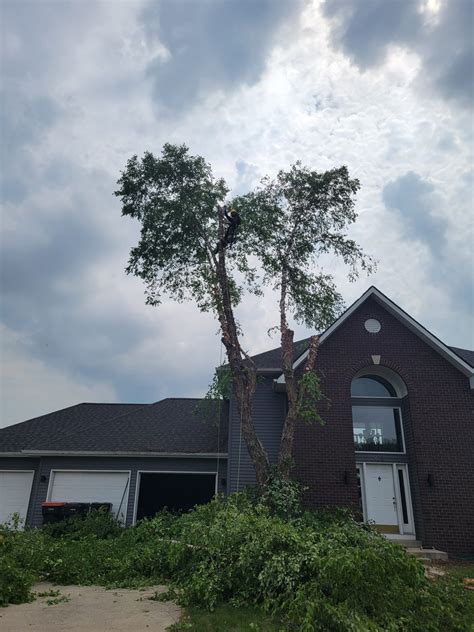 Tree Removal Top Down Trees Llc