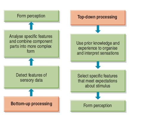 What Is Top Down Processing
