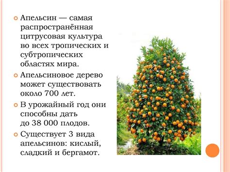 Любимый апельсин - презентация онлайн