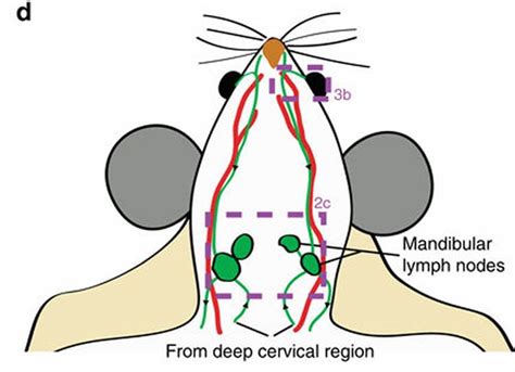Cervical Lymph Nodes Mouse Cervical Lymph Nodes Mouse