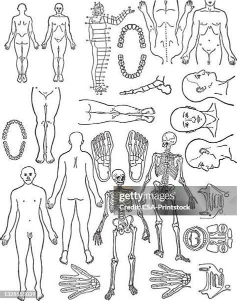 Human Skeleton Diagram Blank