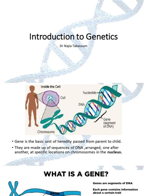 Intro To Genetics Download Free Pdf Gene Dna