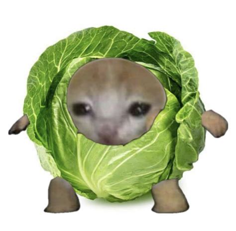 A Cat Stuck In A Cabbage Catbbage R Memecoinmoonshots