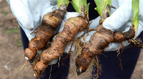 How To Plant Grow And Care For Iris Flowers