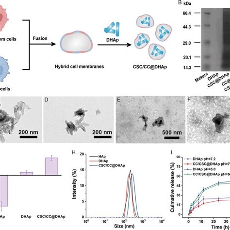 Synthesis And Characterization Of Csc Cc Dhap Nps A Diagram Of The Download Scientific