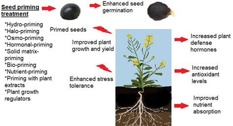Seed Priming Applications And Its Influence On Plants Modified By Download Scientific Diagram
