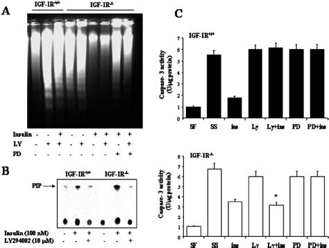 Insulin Rescues From Apoptosis Igf Ir Ϫ Ϫ Brown Adipocytes In A Pi