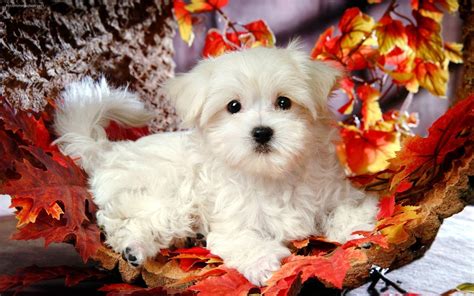 Cute Puppy Hd Images Free Download ~ Cute Puppy Wallpapers For Desktop