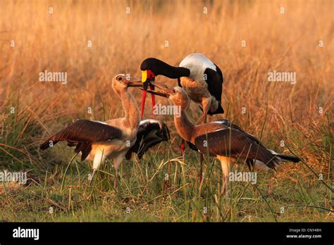 Saddle Bill Stork Ephippiorhynchus Senegalensis Male Feeding