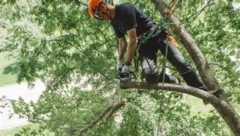 Best Chainsaw For Tree Climbing