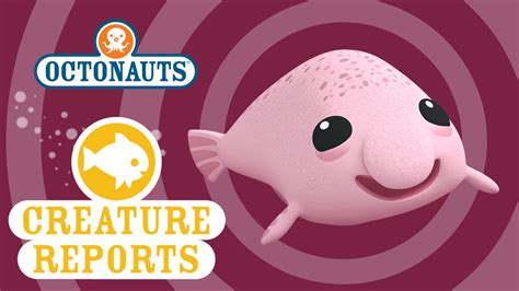 Octonauts Creature Reports Blobfish YouTube