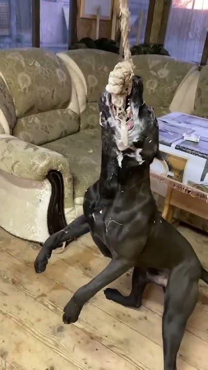 Питбуль в слюнях Youtube