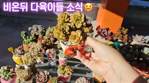 비온뒤 옥상다육이들 소식전해요🍁 Youtube