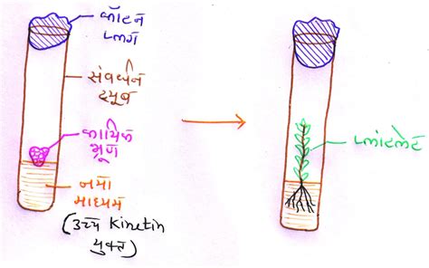 Micro Propagation Definition Methods Stages Of Micro Propagation And Its Significance