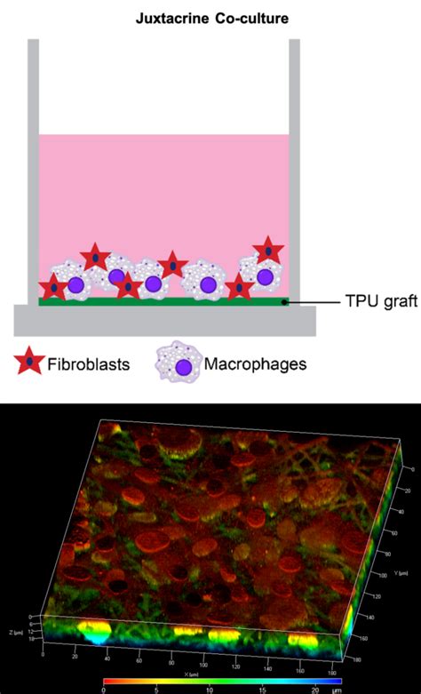 Biomaterial Testing Meduni Vienna