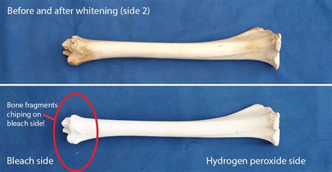 why you shouldn t bleach bones to whiten them mom goes camping