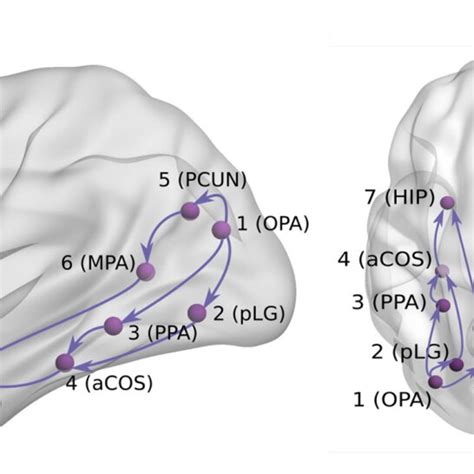 Figure Hypothesis About Visual Signal Spreading Via Ventral Dorsal