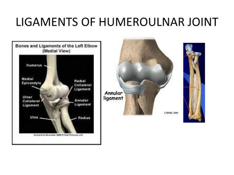 Ppt Humeroulnar Joint Commonly Known As The Elbow Joint Powerpoint