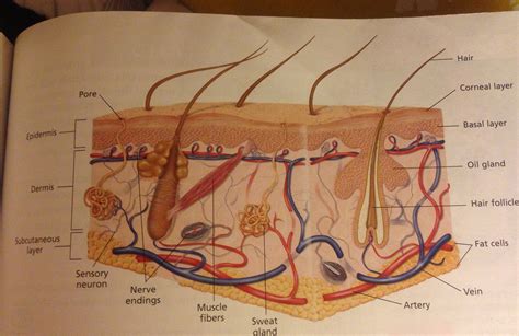 Labeled Integumentary System Diagram
