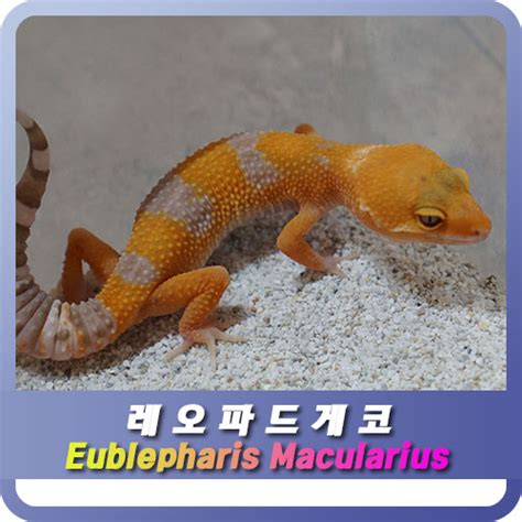 [게코스토리] 레오파드게코 블러드 썬글로우 네이버 블로그