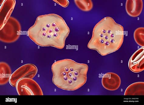 Protozoan Plasmodium Ovale Inside Red Blood Cell Computer Artwork P