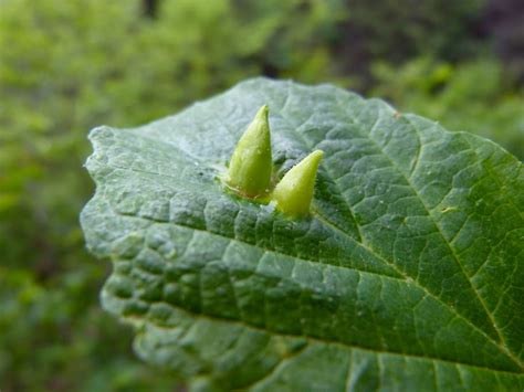 About Witch Hazel Cone Gall Aphid Maryland Biodiversity Project