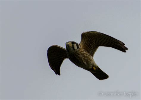 Snapshots Of Nature Badass Birds