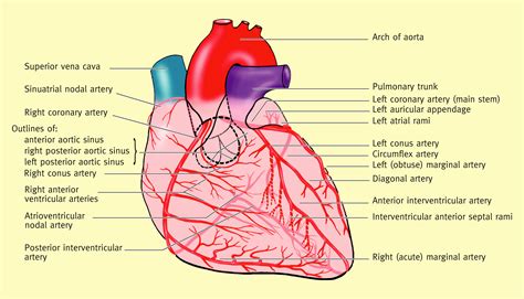 Anatomy Of The Heart Surgery Oxford International Edition