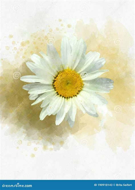 Watercolor Painting Of A Wild Daisy Flower Floral Illustration Stock Illustration