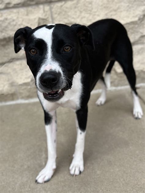 Nixie Lucky Chance Rescue