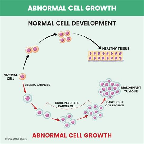 Abnormal Cell Growth Understanding Cancer Development For The Mcat