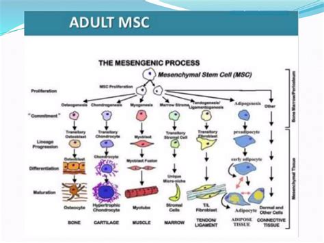 Orthopaedic Tissue Engineering Pptx