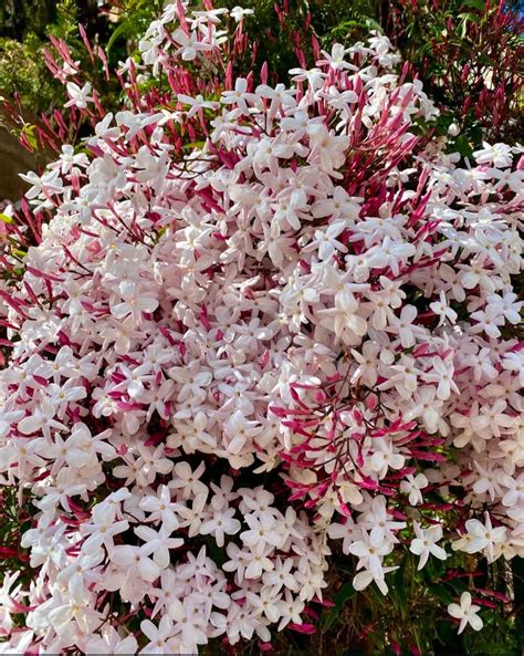 Pink Jasmine Live Plant Pink Bud Kundo Live Plant Jasminum