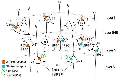 Dopaminergic Modulation Of Prefrontal Cortex Inhibition Encyclopedia Mdpi