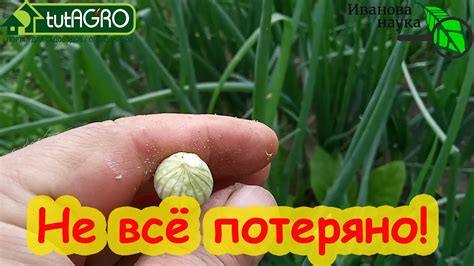 ЛУК ПОШЕЛ В СТРЕЛКУ. Что делать, если лук стрелкуется и цветет. Плюсы и ...