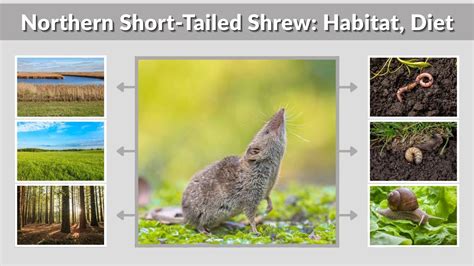 25 Types Of Shrews Identification With Pictures