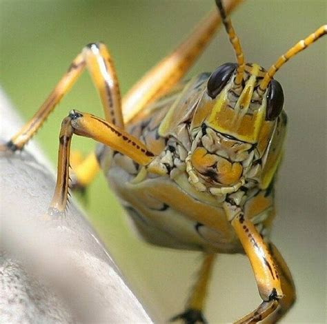 أسراب الجراد