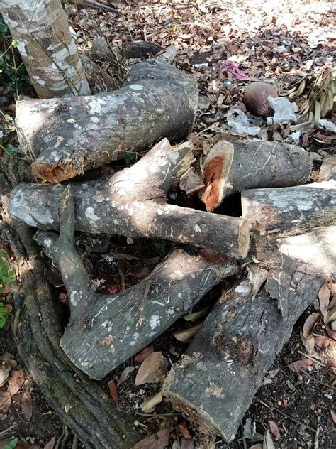 Wood Tree Trunk Branch Wood Firewood Stock Image Image Of Trunk Branch 336180921