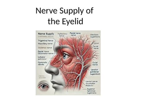 Nervesupplyoftheeyelidwithimagespptx