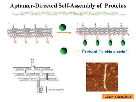 Dna Mediated Self Assembly And Structures Ppt
