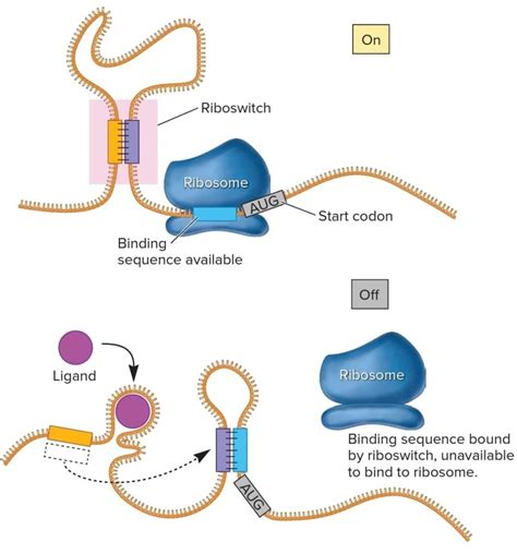 Hanaa Fayed On Linkedin Rna And Gene Expression ‼️ For Decades Rna Was Considered Little More