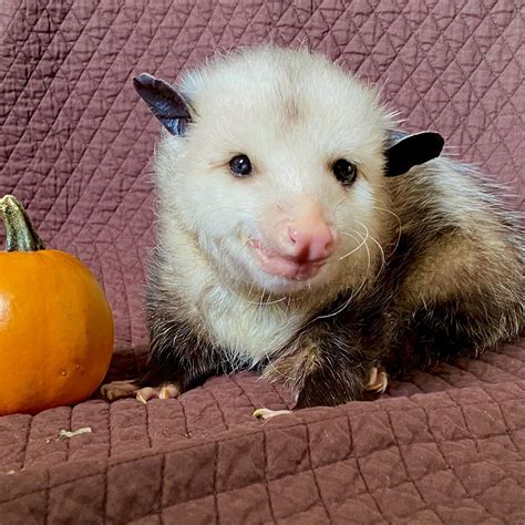 ️ Shared By Ld Tinykittens Cat Pack