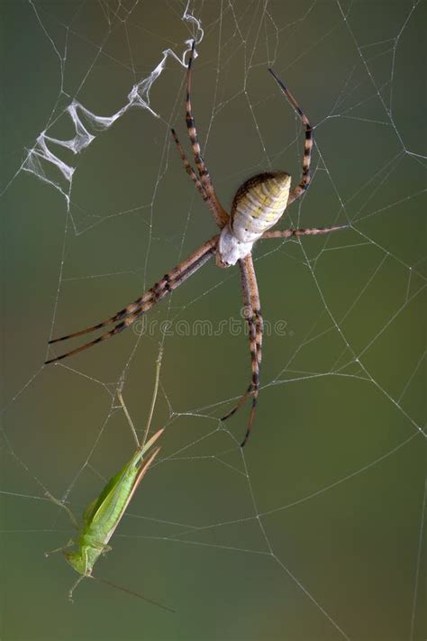 Grasshopper And Spider Stock Image Image Of Crawling 15812301