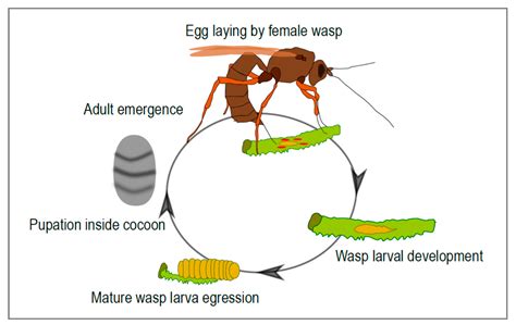 The Unconventional Viruses Of Ichneumonid Parasitoid Wasps