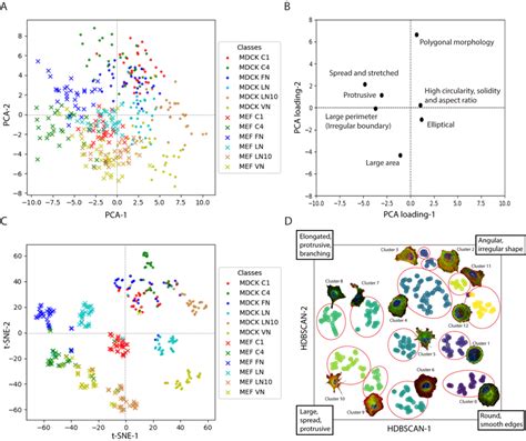 Github Striderdm35 Unsupervised Classification Of Cell Morphology This Repository Contains