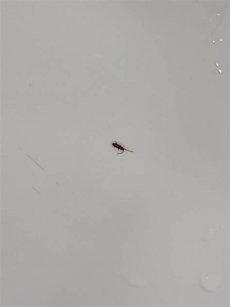 화장실 벌레 지식in