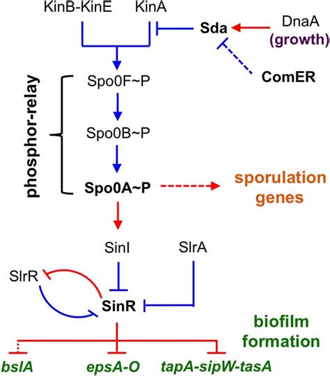 A Schematic Presentation Of The Regulatory Circuit For The Control Of